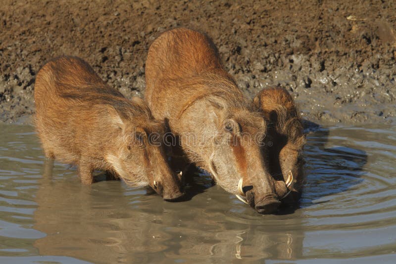 Warthogs drinking stock image. Image of waterhole, park - 21045827