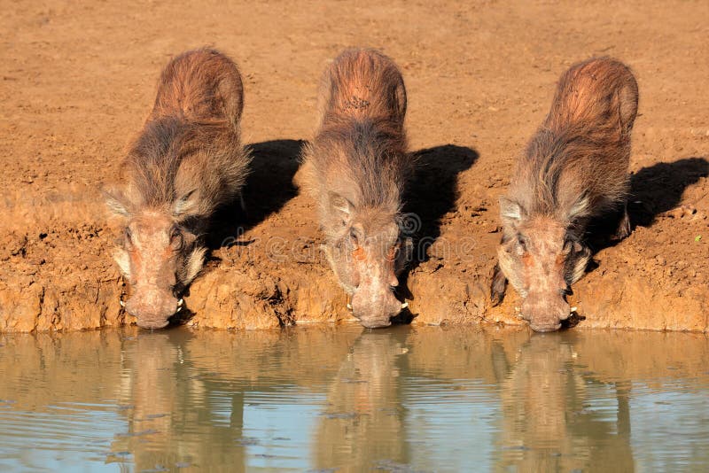 Warthogs drinking stock photo. Image of herbivore, thirsty - 28581676