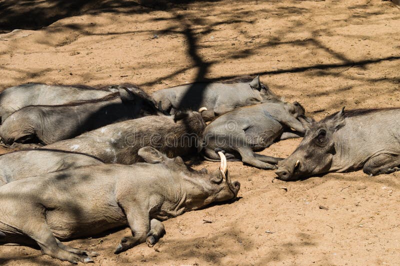 Warthogs stock image. Image of hair, animal, tusk, resting - 44059603