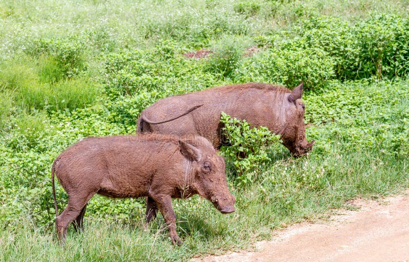 Wild animal dung isolated stock image. Image of scenario - 231485125