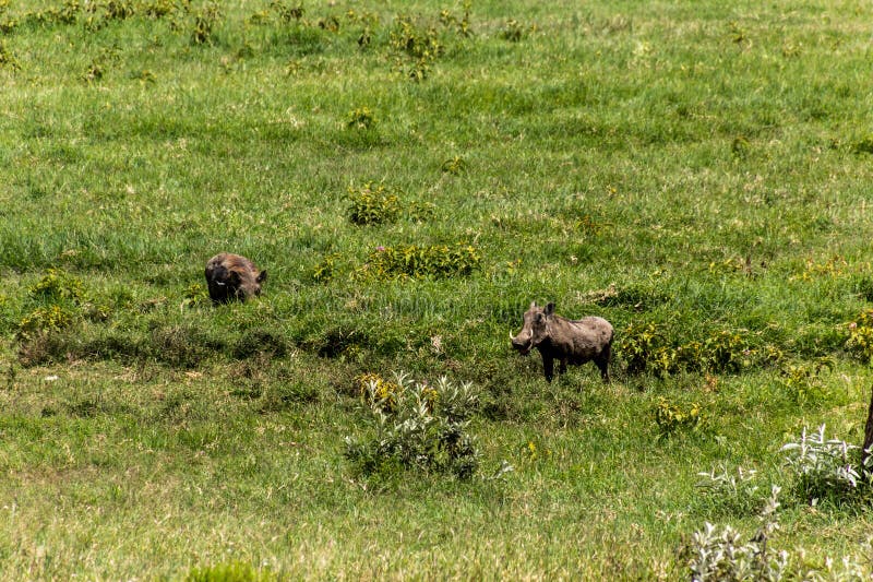 Warthogs (Phacochoerus Africanus) in the Hell S Gate National Park ...