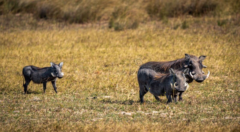 Warthogs in the Wild in Namibia. Stock Image - Image of animals, fauna ...