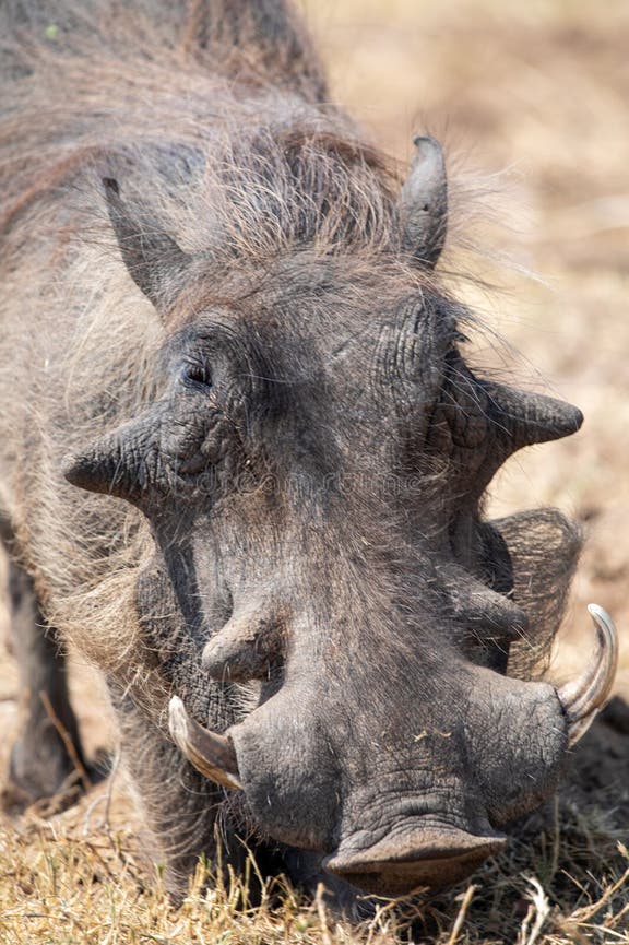 Warts and All stock photo. Image of tusks, warthog, warts - 344053280