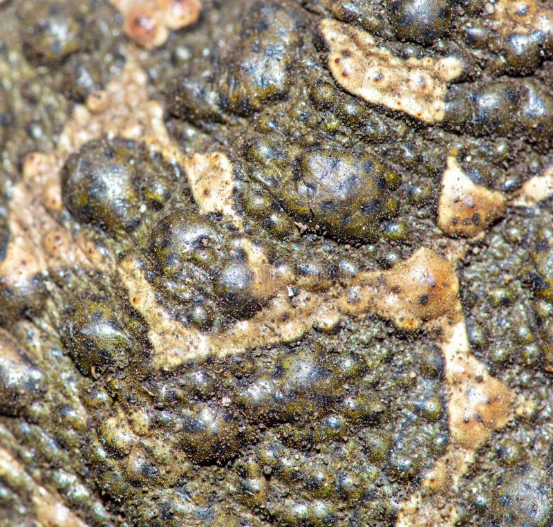 355 Spotted Toad Skin Stock Photos - Free & Royalty-Free Stock Photos ...