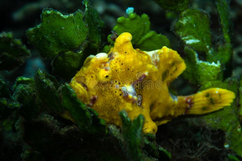 Warty Frogfish Antennarius Maculatus Stock Image - Image of ...