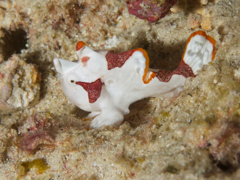 Warty Frogfish stock photo. Image of clown, animals, scuba - 33094112