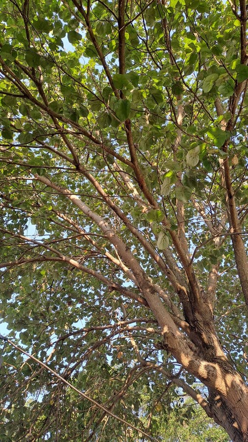 Waru tree that grows green stock photo. Image of waru - 278760368