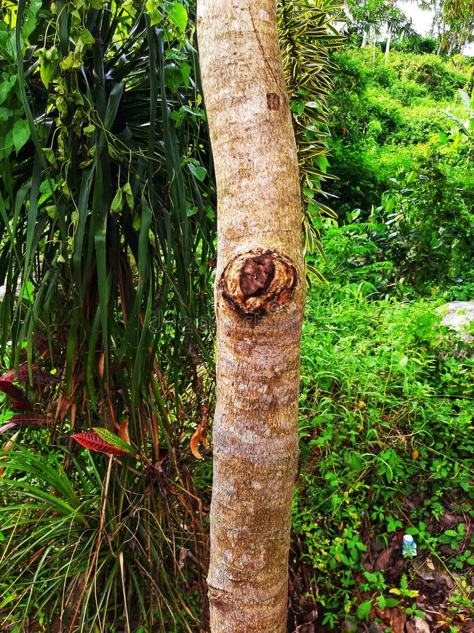 Waru Tree. a Legendary Tree Whose Leaves Have Been a Symbol of Love ...
