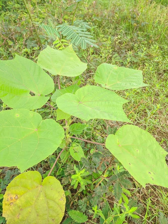Waru Tree that is Still Young Looks Perfect Stock Photo - Image of herb ...