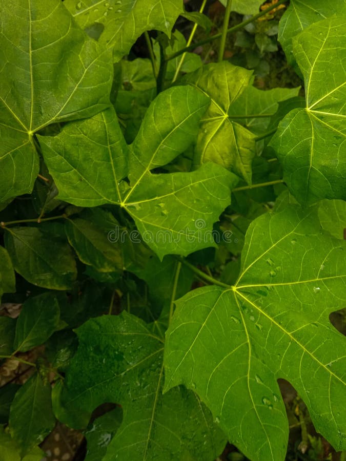 Green Leaft Wall Texture. Nature Background. Stock Photo - Image of ...