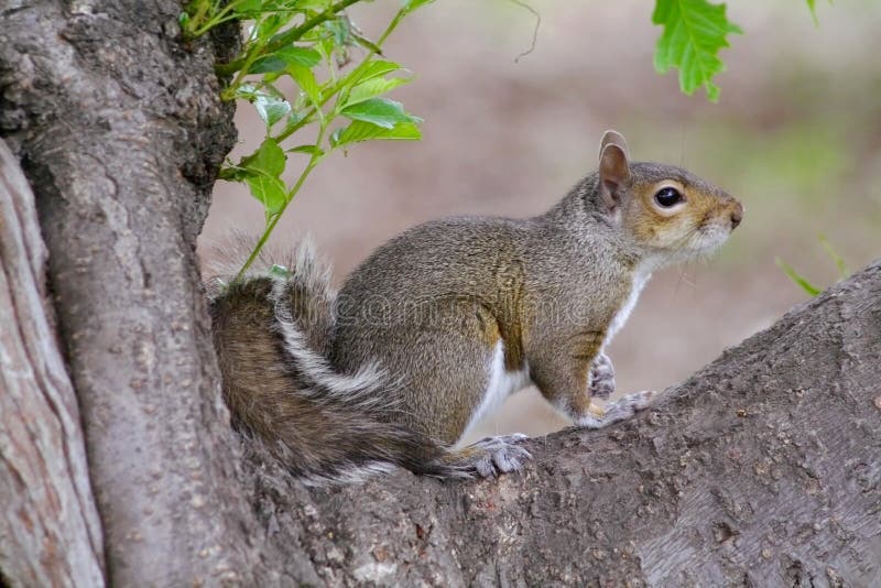 Wary stock image. Image of wild, gray, sitting, tree, wary - 6359017