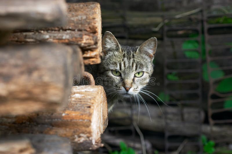 Wary cat stock photo. Image of billet, animal, face, beware - 9291414