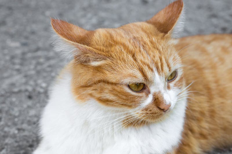 The Wary, Frightened Ginger Cat Pressed Her Ears Back. Animal Behavior ...