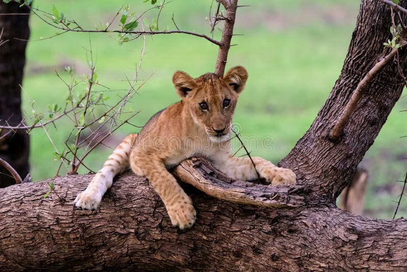 Cautious Lion cub stock image. Image of wildlife, africa - 160586309