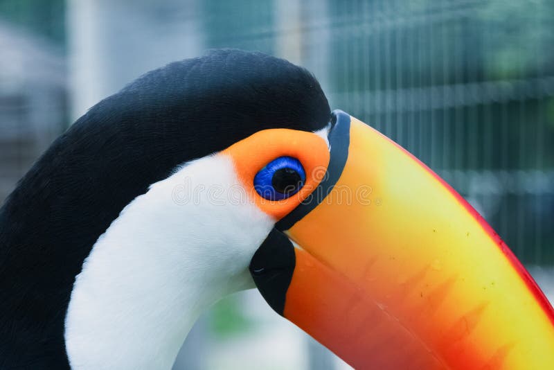 Wary look of the toucan stock image. Image of bird, iguazu - 83014795