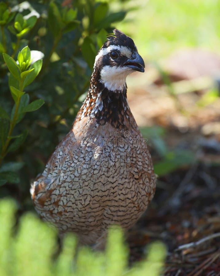Georgia Giant Bobwhite Quail