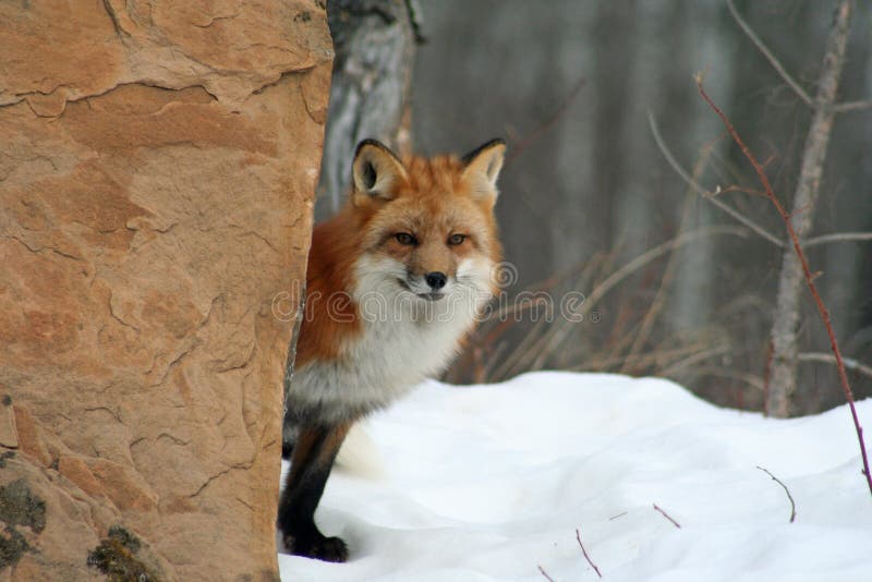 Fox stock photos - Dreamstime.com