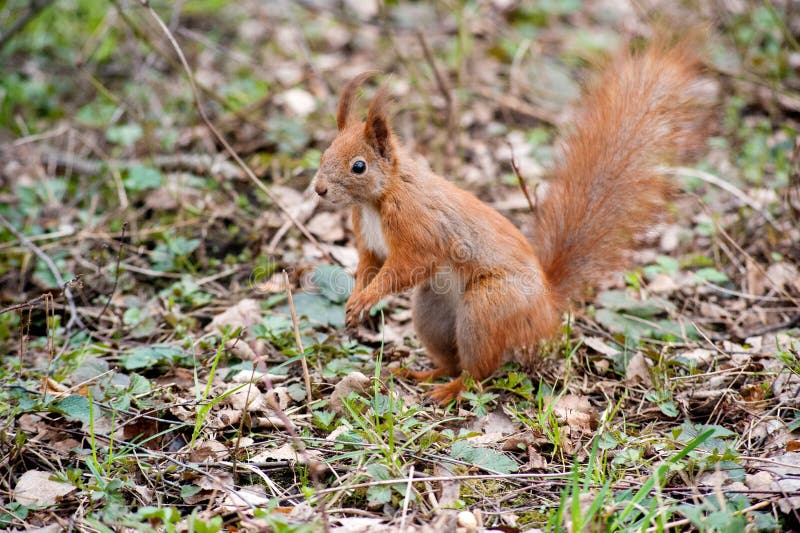 Wary Squirrel in the Spring Park Stock Photo - Image of animal, outdoor ...