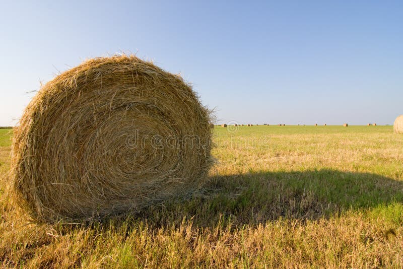 Was das Heu? stockbild. Bild von ballen, gerollt, bauernhof - 3353277