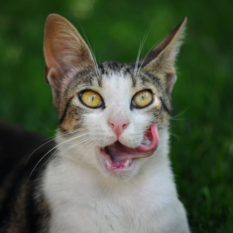 It was delicious stock photo. Image of bokeh, kawaii - 27969734