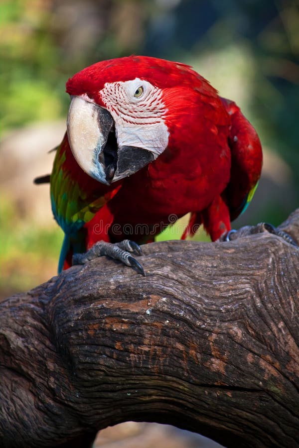 Was herauf Gehilfen ist stockbild. Bild von wald, geschöpf - 17939735