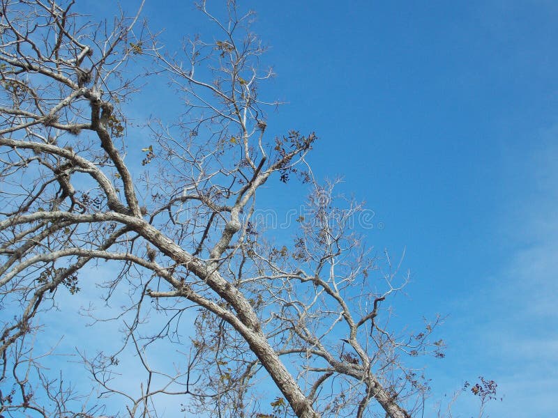 Copyspace Blue Sky with Denuded Tree Stock Image - Image of clouds ...