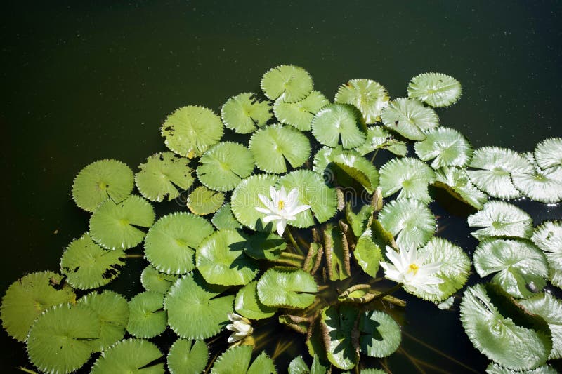 Pygmy Water-lily Growing in the Pond. Stock Photo - Image of botany ...