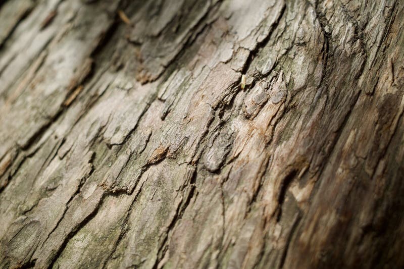 Close Up View of a Tree Trunk Surface Stock Photo - Image of ...