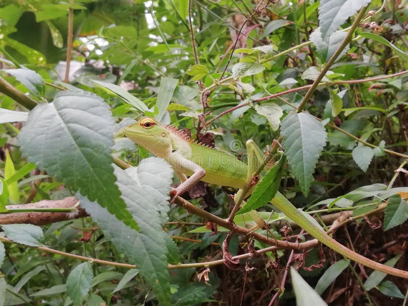 Lizard in a bush stock image. Image of lizard, bush - 118057907