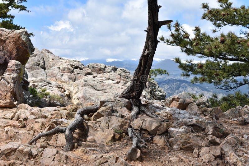 Tree in Rock stock image. Image of plant, crack, tree - 94776399