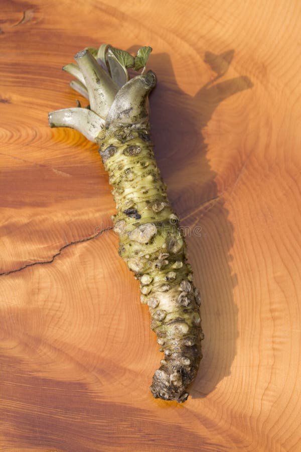 Wasabi stock photo. Image of wasabi, spice, flavor, cochlearia - 12330330