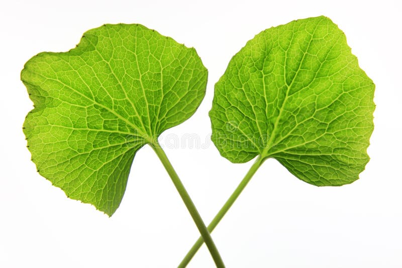 Slice Wasabi Root Isolated on White Background Stock Photo - Image of ...