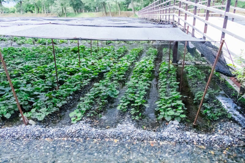 The Daio Wasabi Farm is One of Japan`s Largest Wasabi Farms in Stock ...