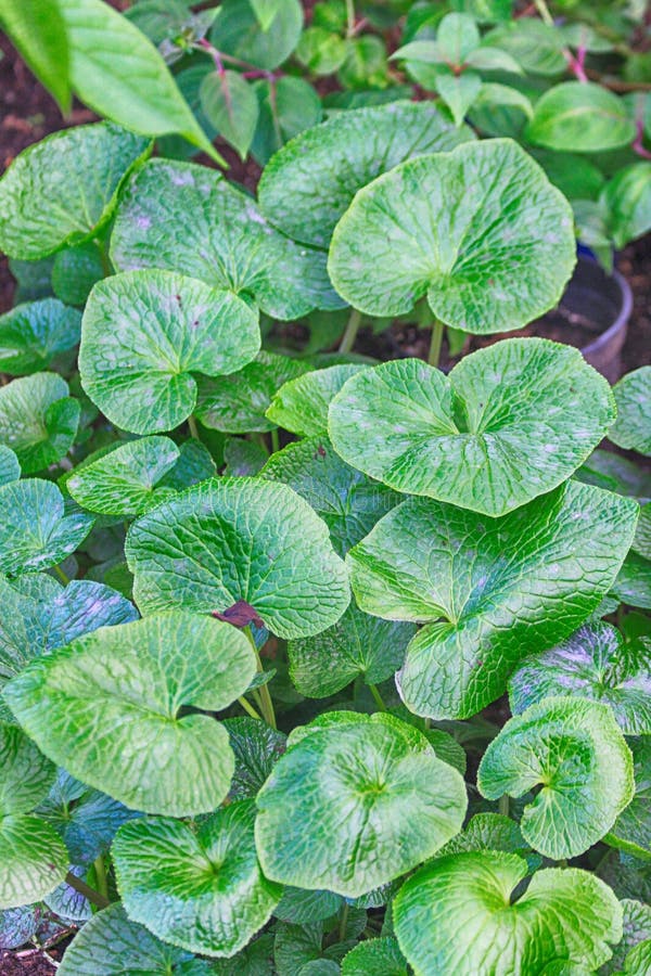 Wasabi Green Plant Leaves Texture Stock Photo - Image of plant, fresh ...