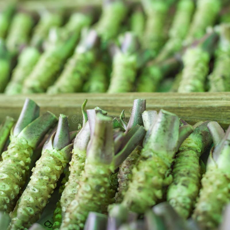 Wasabi Root for Sale in a Typical Japanese Market Stock Image - Image ...