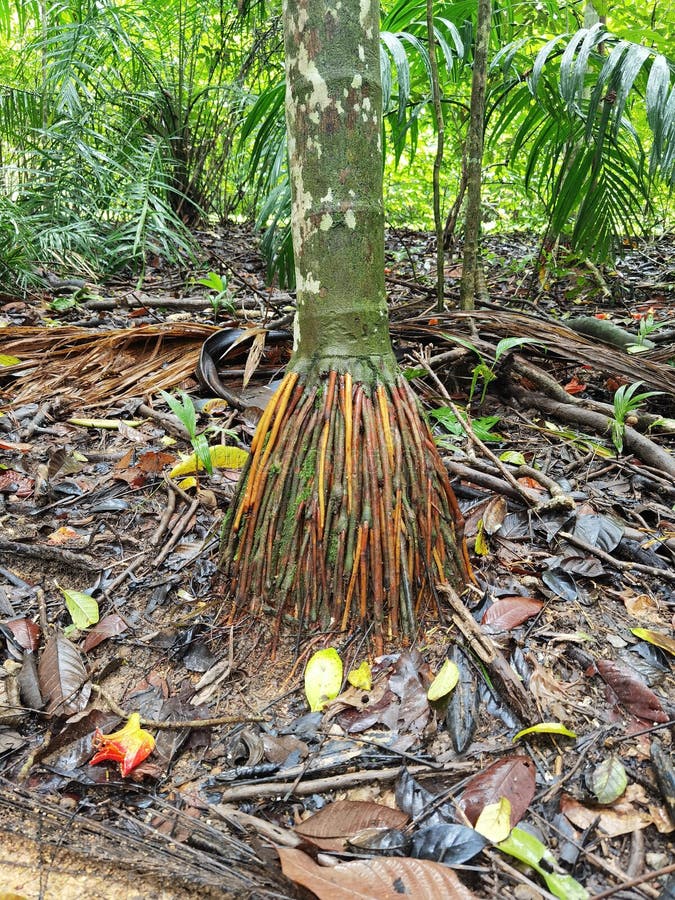 Wasai Tree Stock Photos - Free & Royalty-Free Stock Photos from Dreamstime