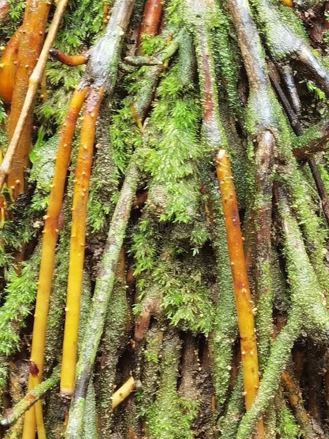 Wasai Tree with Red Roots in the Rainforest Stock Photo - Image of wood ...