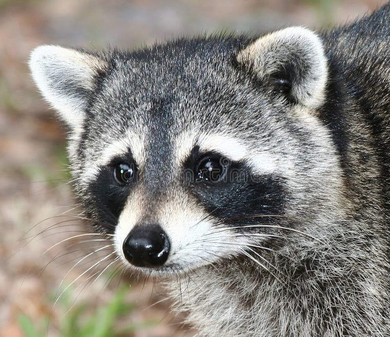 Wasbeer stock foto. Image of achtertuin, bont, wasbeer - 1165864