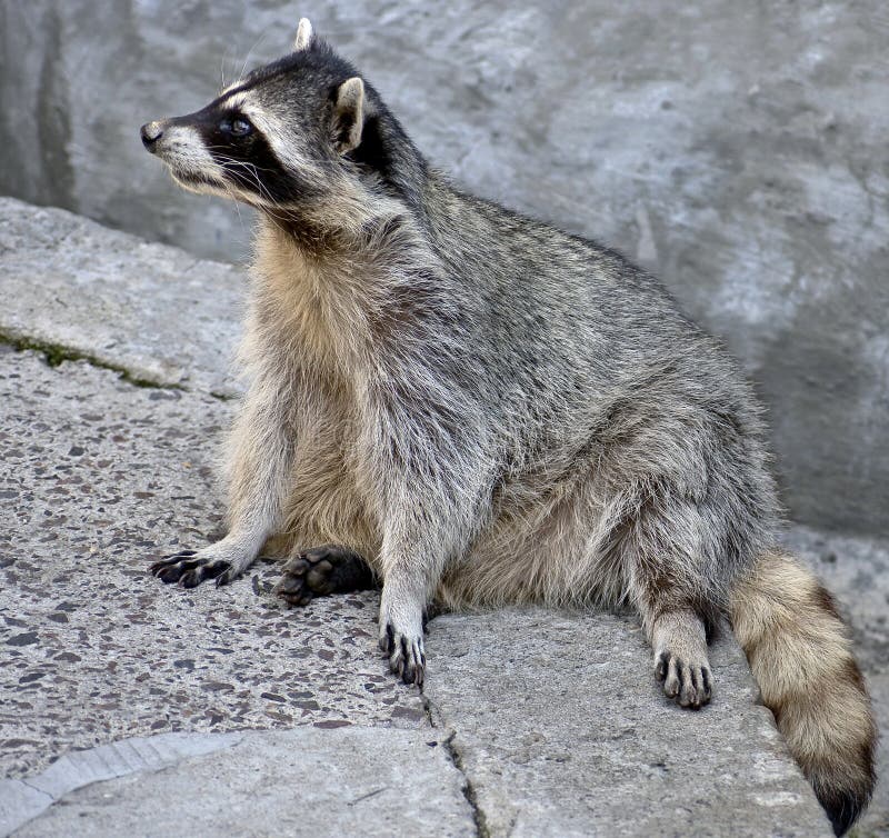 Jonge Wasbeer Eet Op Een Rots Stock Foto - Image of mooi, grappig ...