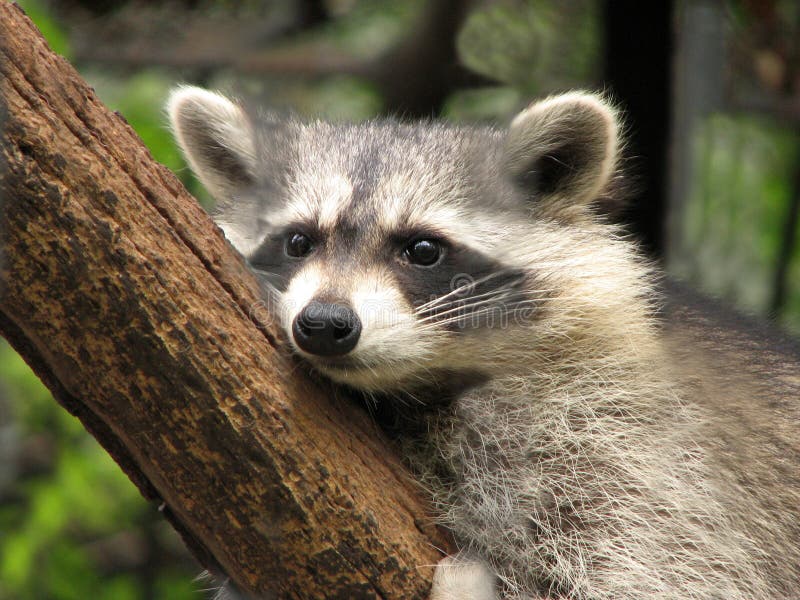 Wasbeer stock foto. Image of uitdrukking, wild, bont - 18459966