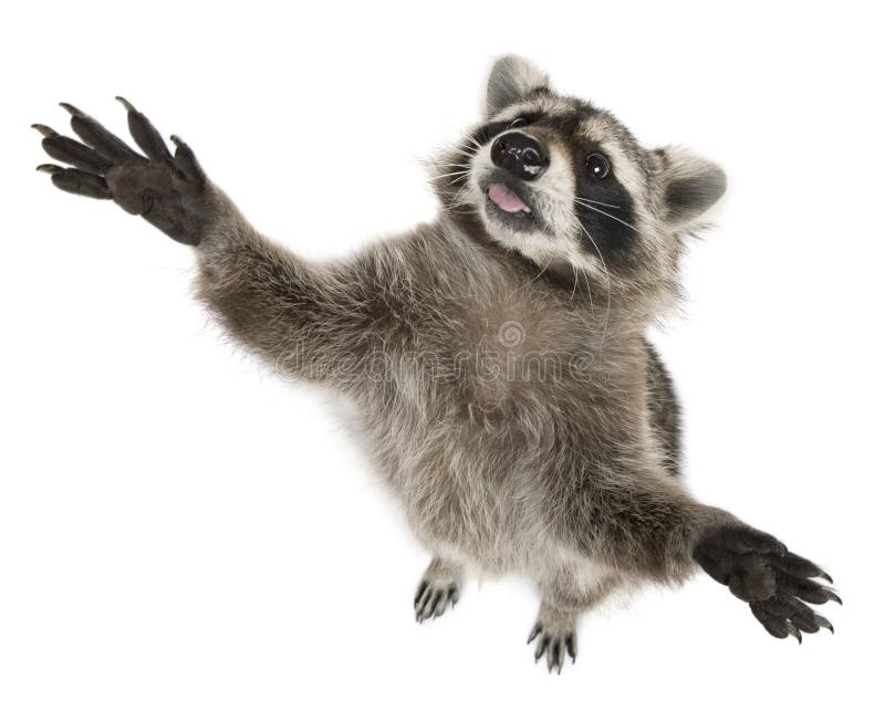 Wasbeer Die Menselijke Handen Bereiken Door De Draden Van Zijn Kooi ...