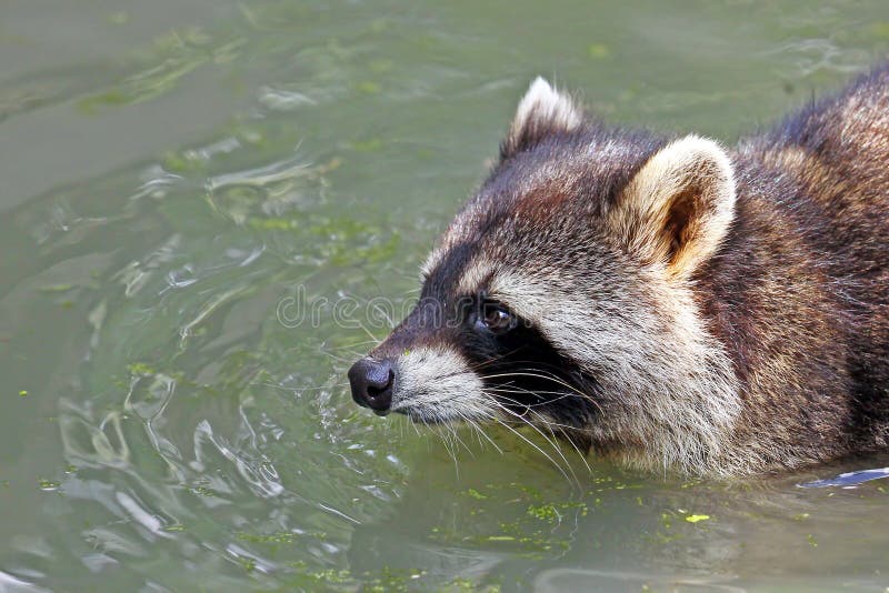 Wasbeer stock afbeelding. Image of procyon, europees - 21333315
