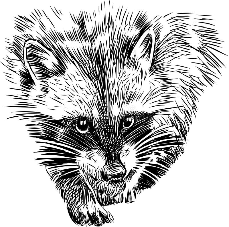 De Tekening Van De Inkt Van Een Wasbeer Stock Illustratie ...