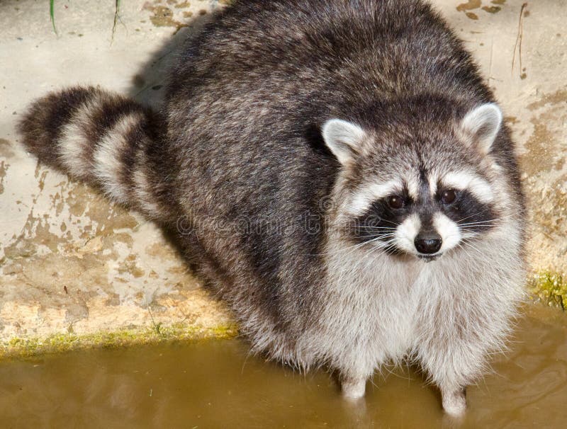 Wasbeerhond stock afbeelding. Image of pret, nave, dierentuin - 34686401