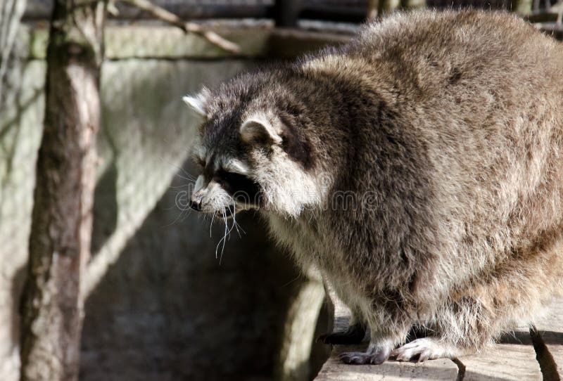 Wasbeerhond stock afbeelding. Image of pret, nave, dierentuin - 34686401