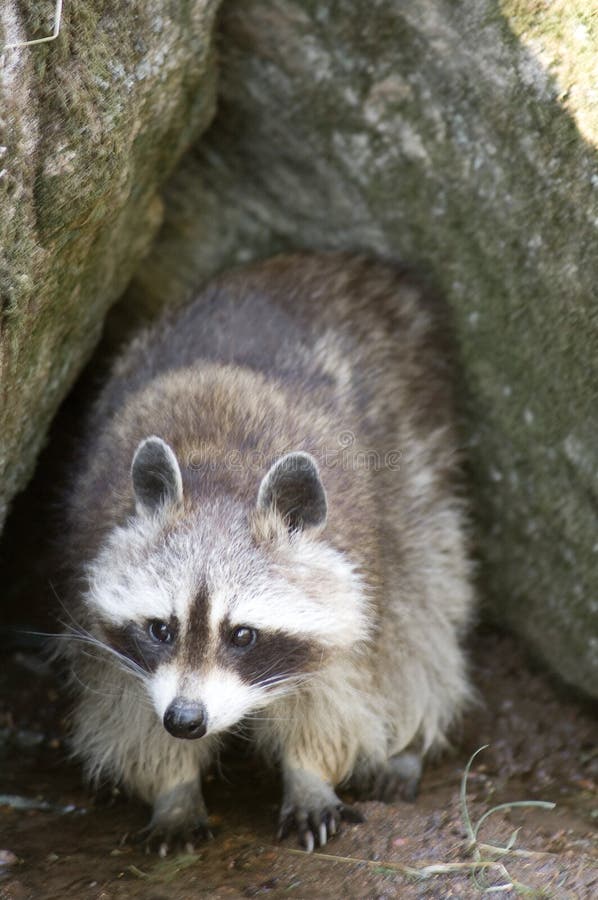 Wasbeer stock foto. Image of bang, klauwen, aanbiddelijk - 5929512