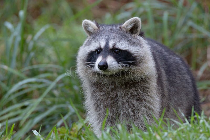 Wasbeer stock foto. Image of zoogdier, haar, leuk, staart - 926302