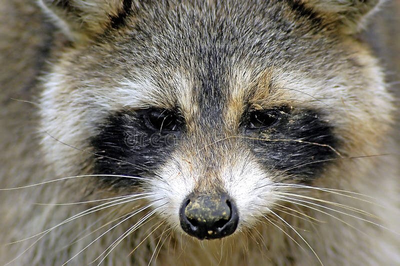 Wasbeer stock afbeelding. Image of wild, dier, wasbeer, leuk - 87025