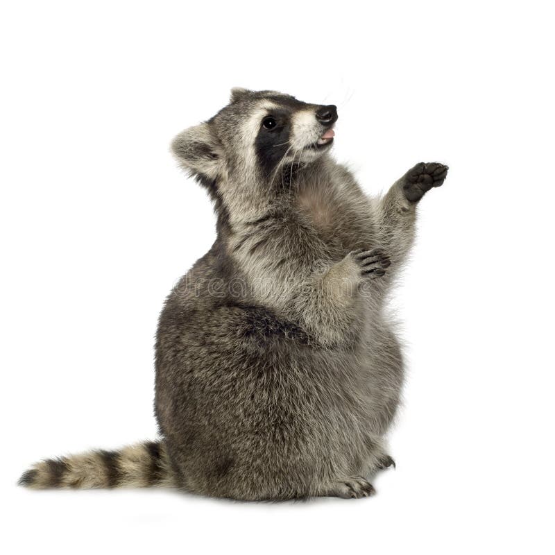 De Wasbeer Van De Baby Van De Lente Stock Afbeelding - Image of bruin ...