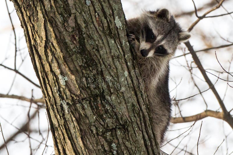 Wasbeer in Boom stock afbeelding. Image of boom, zoogdier - 66882653